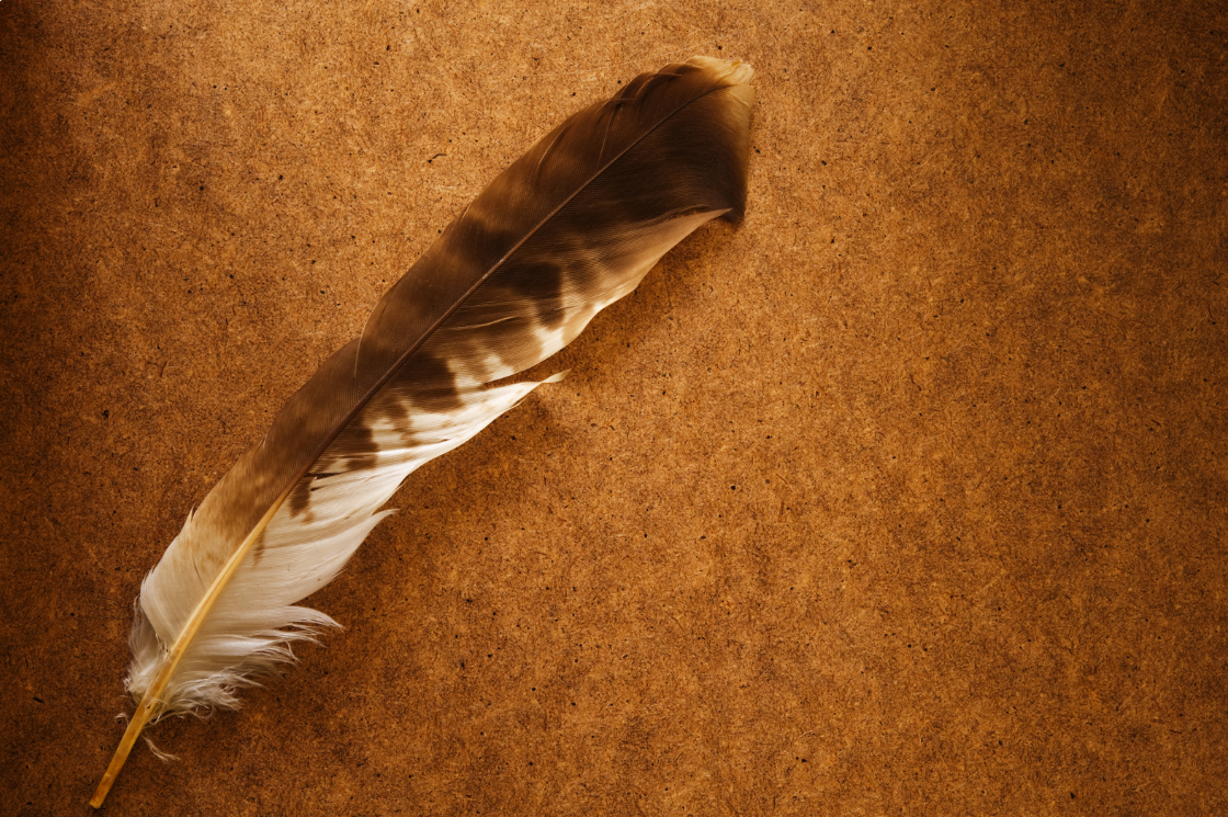 Meaning Behind Finding a Hawk Feather - Vernenciso